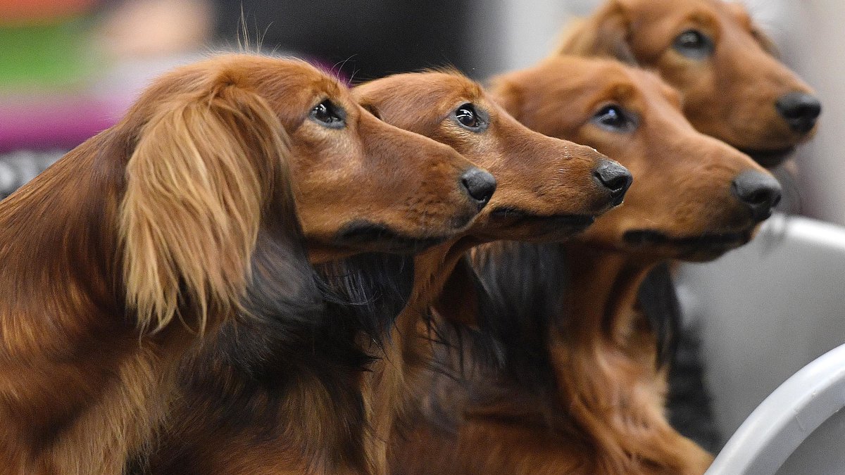 When to wean puppies? What should puppies eat after weaning? – PETSTOY.ORG