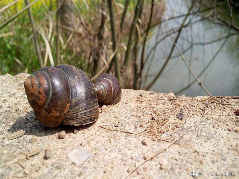 What do snails eat? What food do snails eat? – PETSTOY.ORG