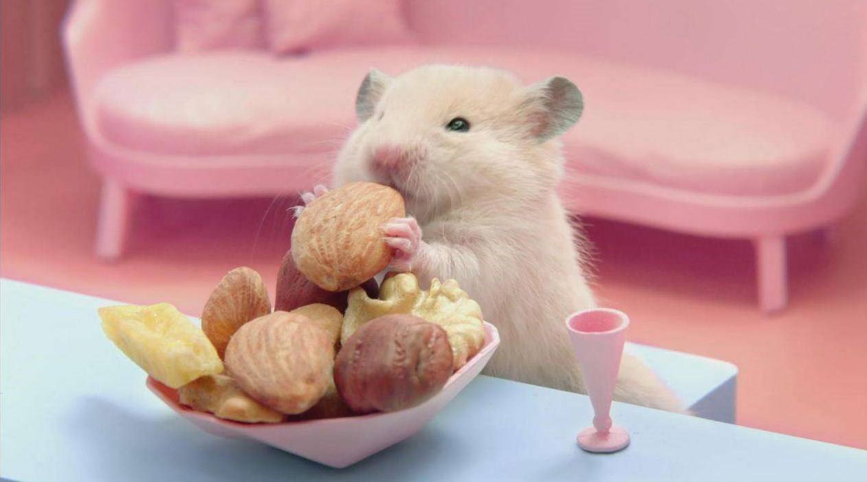 What should I do if my hamster has skin disease? – PETSTOY.ORG