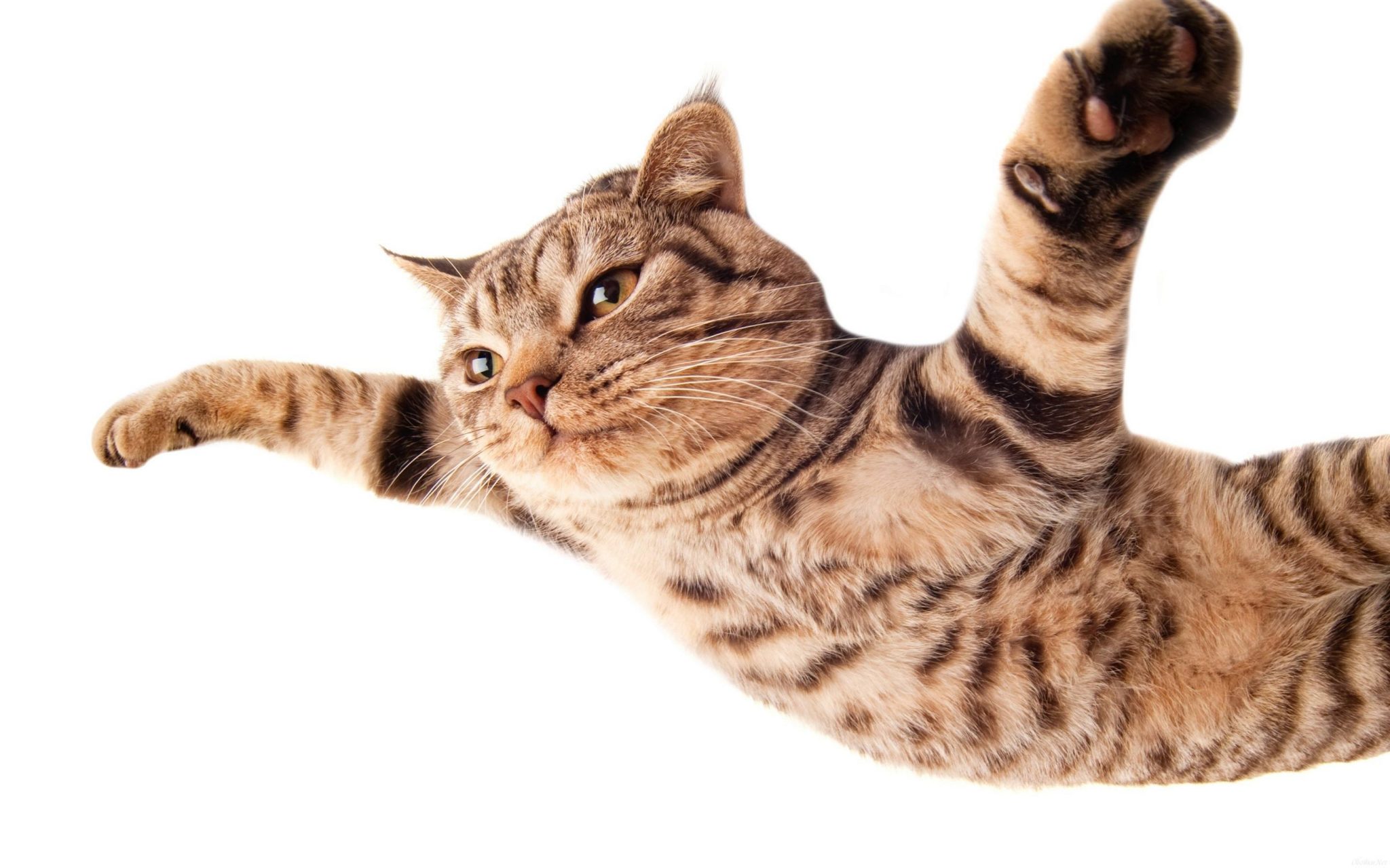 Have you heard the story of cats saving people? – PETSTOY.ORG